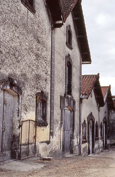 A Cognac, le champignon vous trahit ! - Génération Vignerons